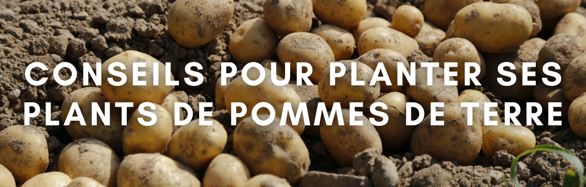 CONSEILS POUR BIEN PLANTER SES PLANTS DE POMMES DE TERRE